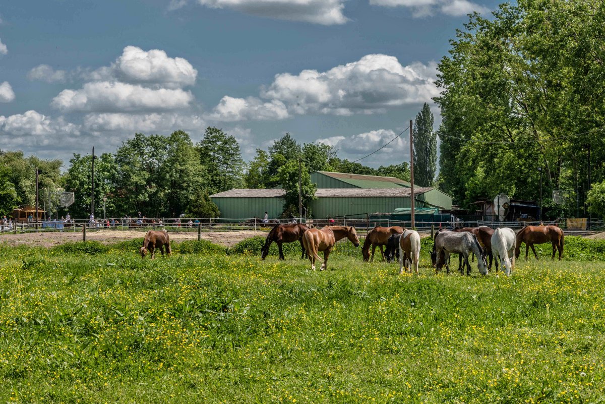 Les installations - Club Hippique d'Eckbolsheim